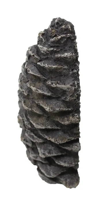 Half Pine Cone