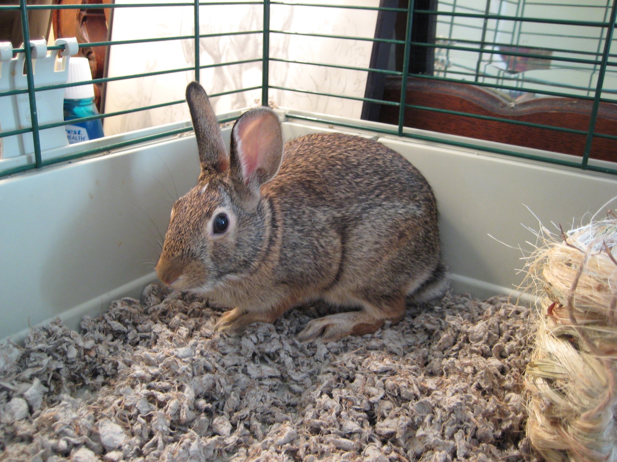 Saved this little guy from getting ran over by the tractor. He’s happy ...