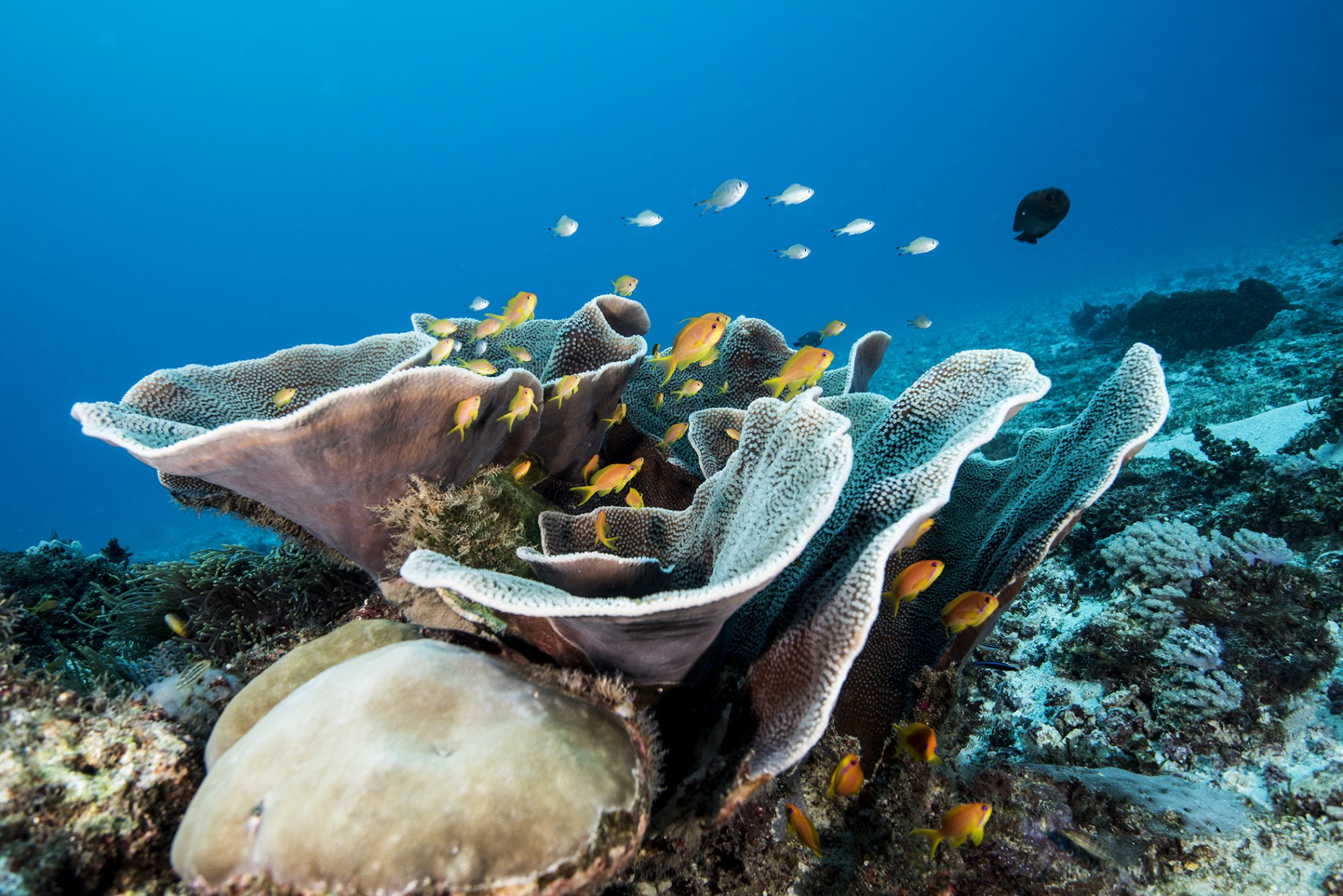 CHASING CORALS SCREENING