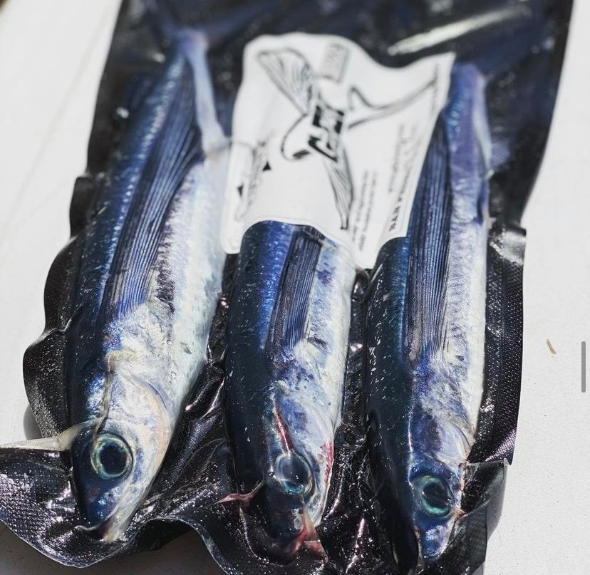 Live Bait - Frozen Bait