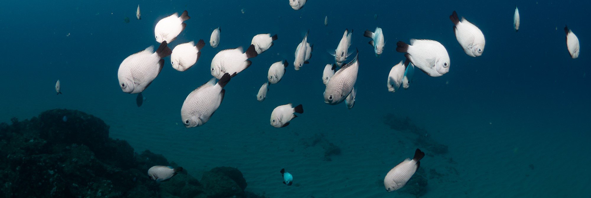 Scuba Dive Kauai with Fathom Five Divers | Koloa, HI 96756