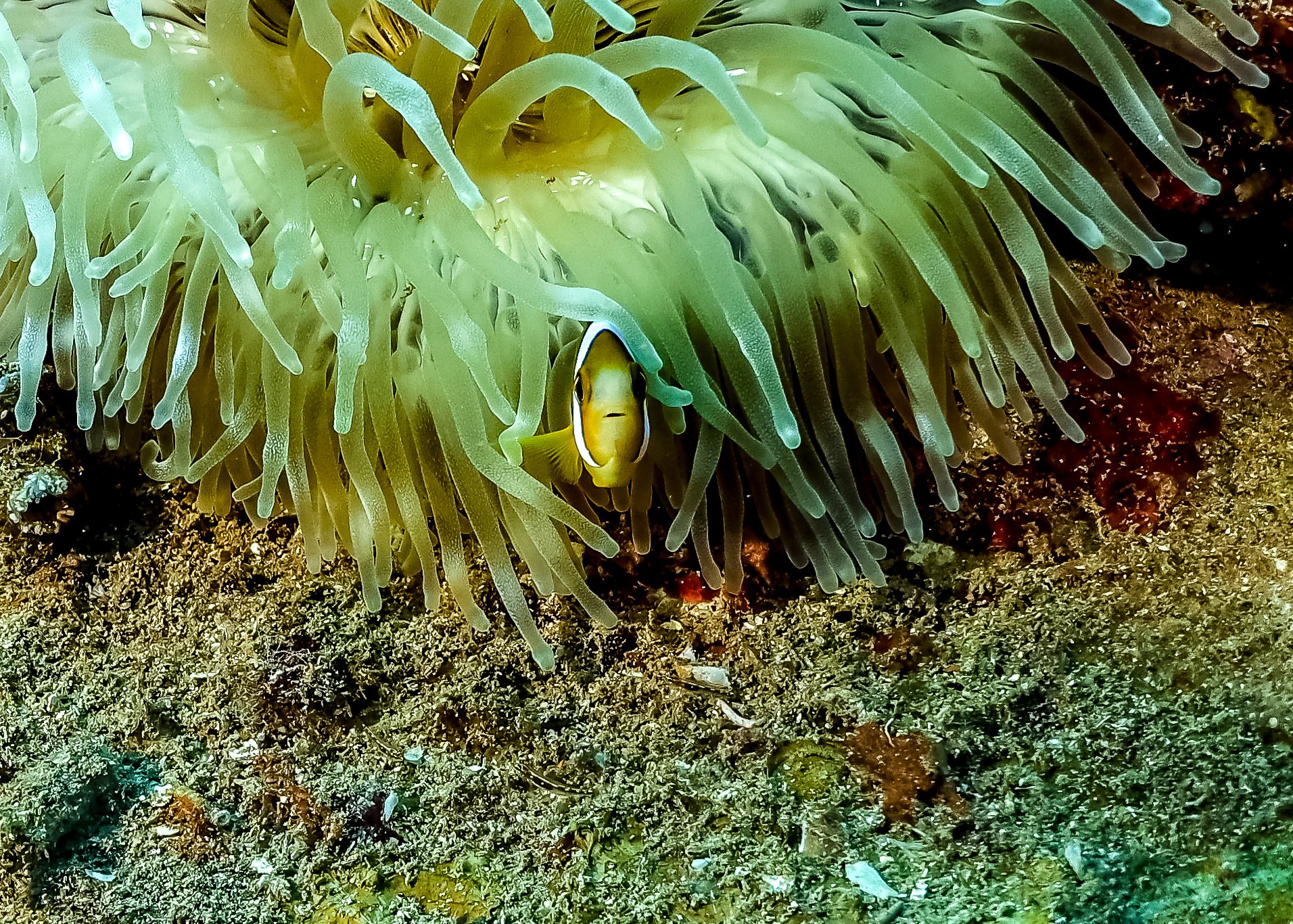 Exotic International Trips Dive Educators Flowery Branch GA 30542